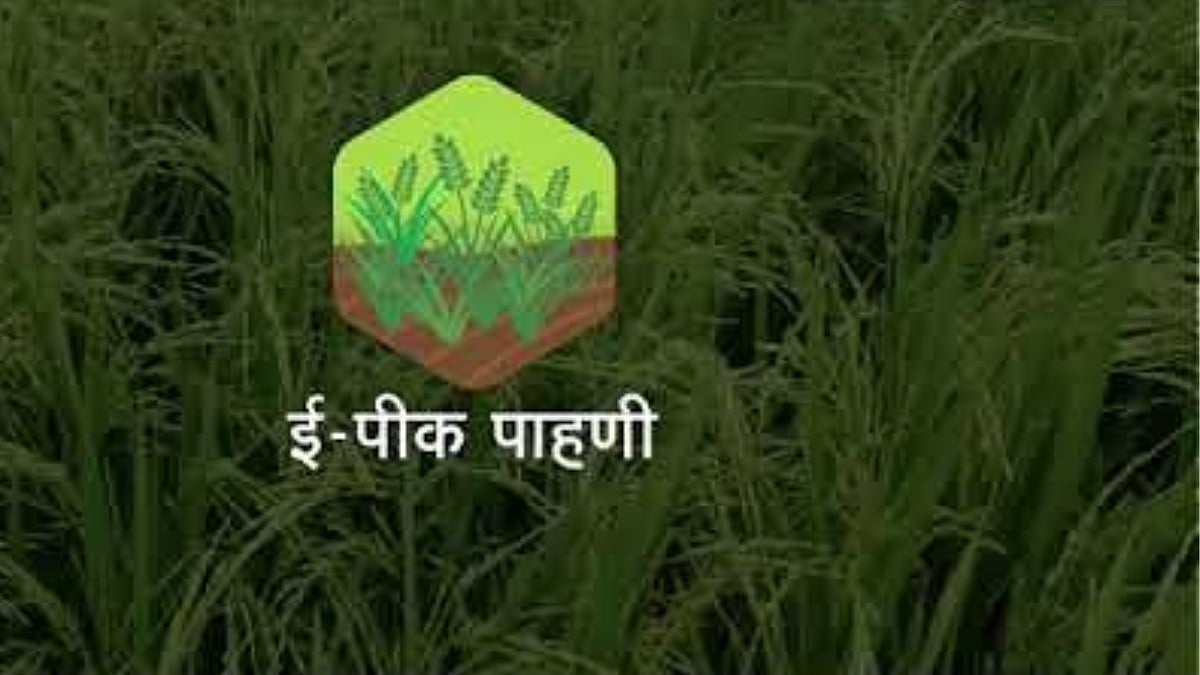 E Peek Pahani । सिंधुदुर्ग जिल्ह्यातील ४० हजार शेतकऱ्यांची ई-पीक नोंदणी ...