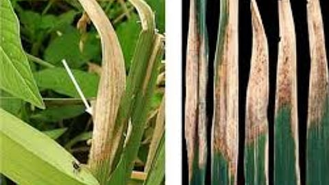 Paddy Pest And Disease Management|भात पिकाचे प्रभावी संरक्षण