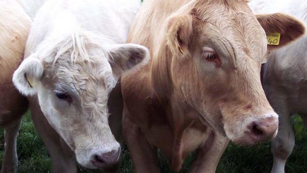 जनावरांमध्ये चिलटांमुळे होतो हा आजार|TIva Disease Of Animal