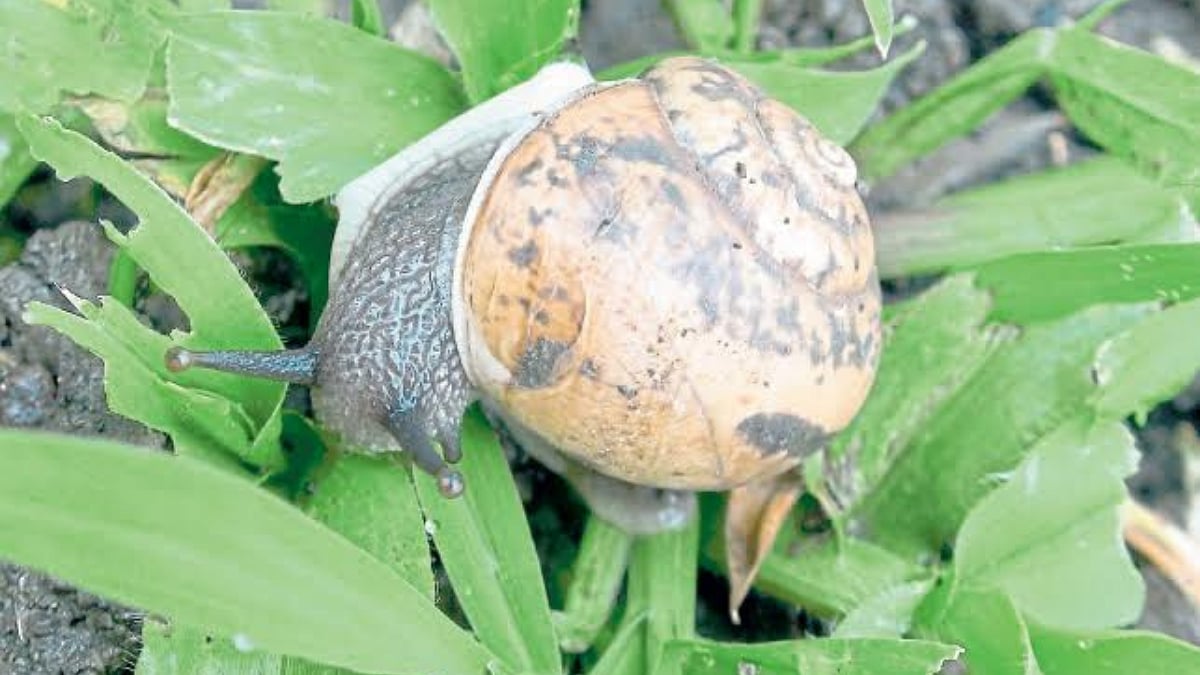 Snail Attack : दहशत गोगलगायींची!|Fear of snails!