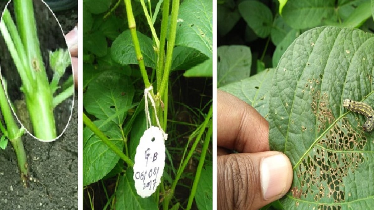 Soybean Crop Protection|खोडमाशीसह अळ्यांना रोखा