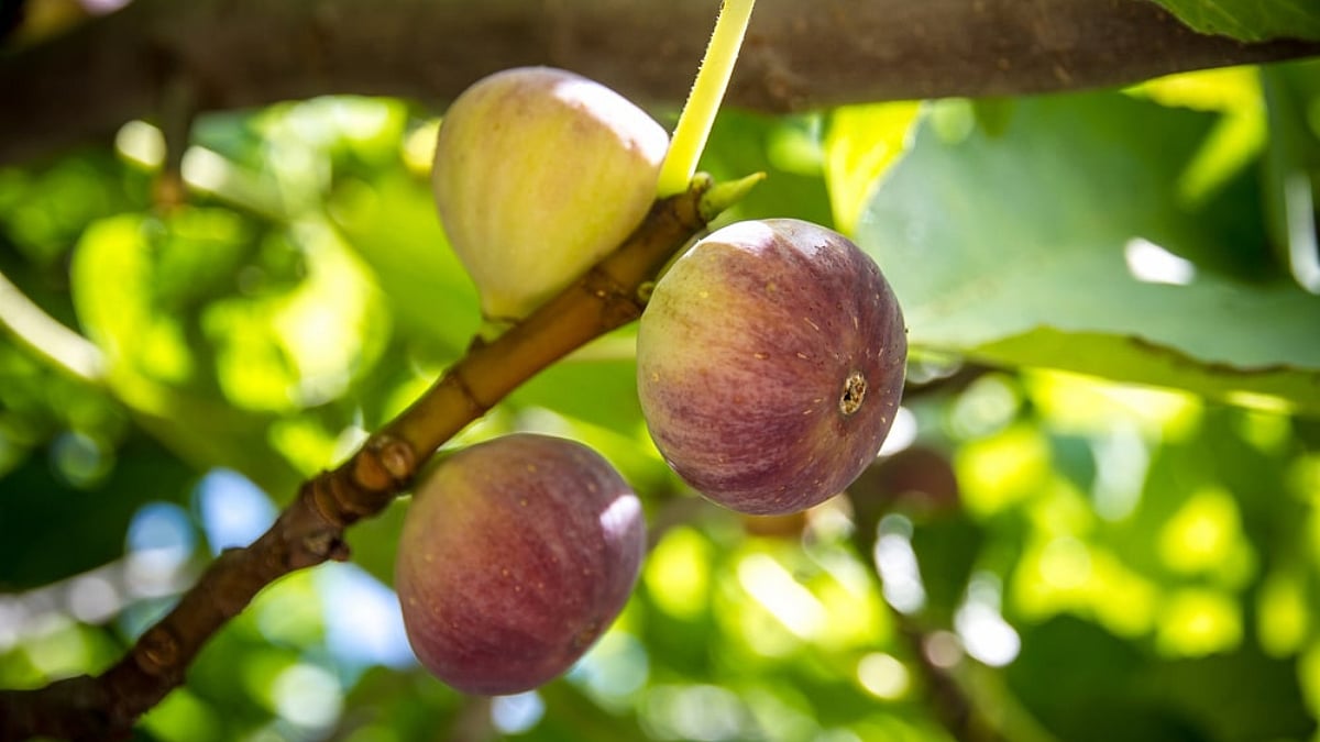 अंजिरातील एकात्मिक रोगनियंत्रण । Fig Crop Disease