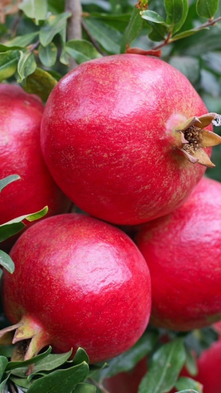 Dalimb rate : गुणवत्तापूर्ण डाळिंबाला मिळतोय चांगला दर