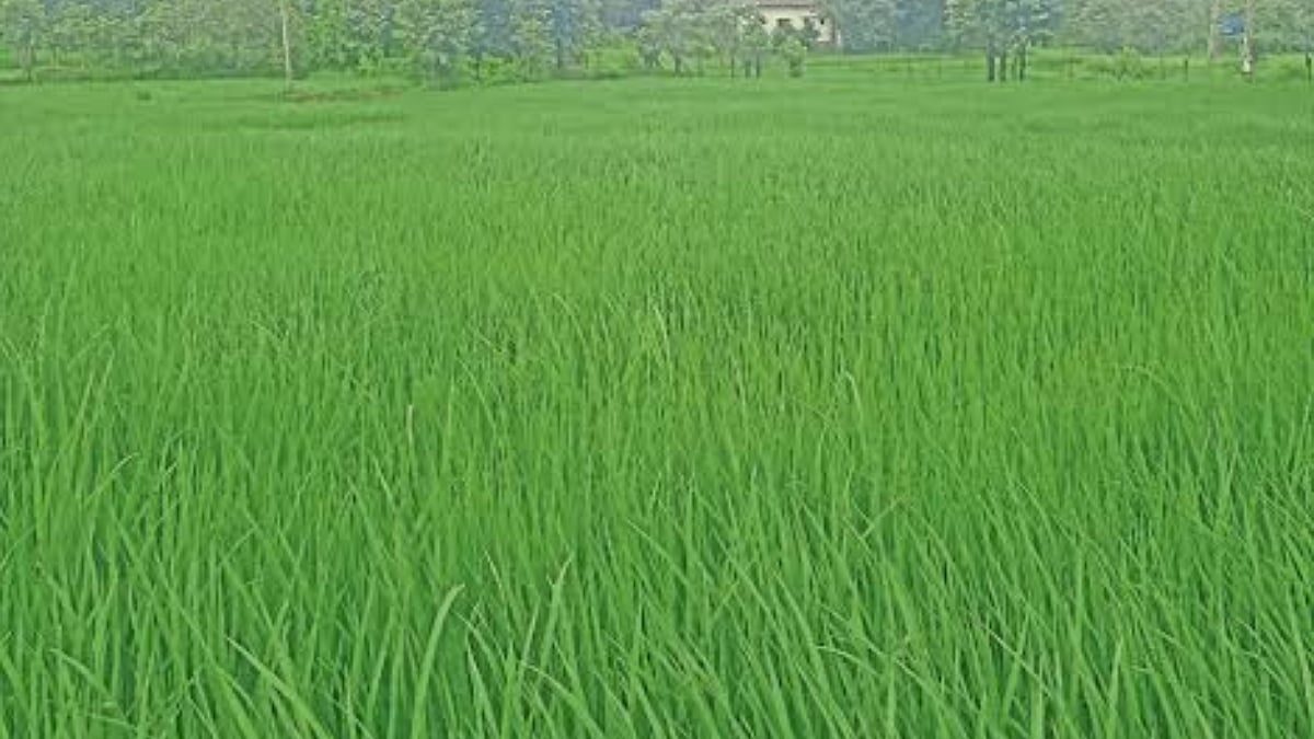 Paddy Farming : रत्नागिरी जिल्ह्यात ऊन-पावसामुळे भातशेतीत किडींचा ...
