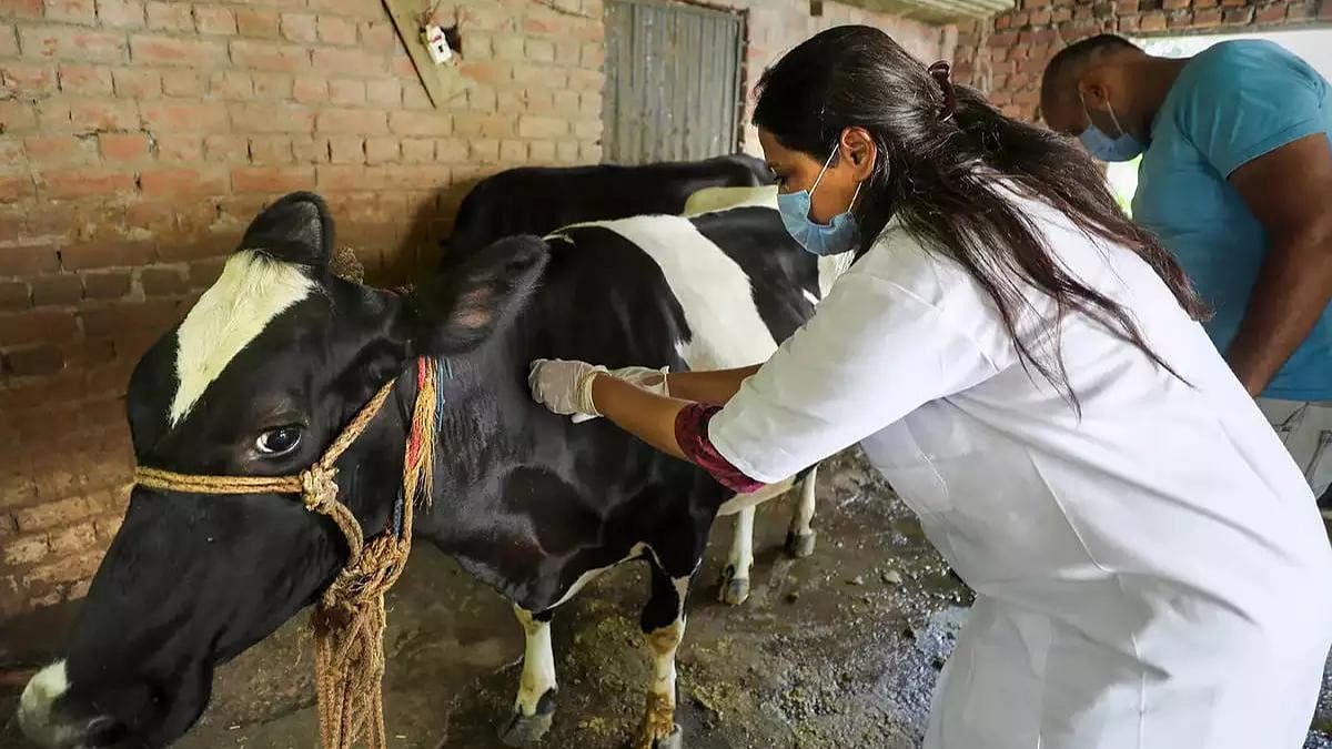 जनावरांचे सरसकट लसीकरण सुरू | Lumpy Vaccination
