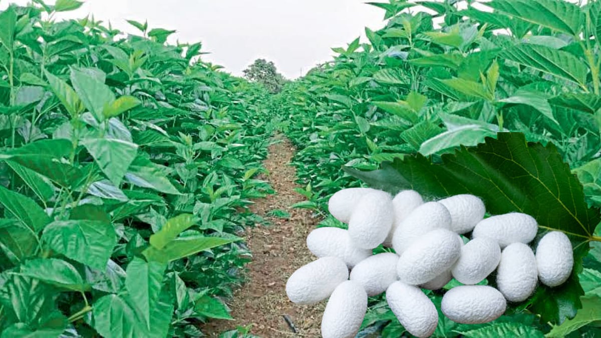 Silk Farming | अनोखा बंध रेशमाचा! | A unique bond of silk Sericulture