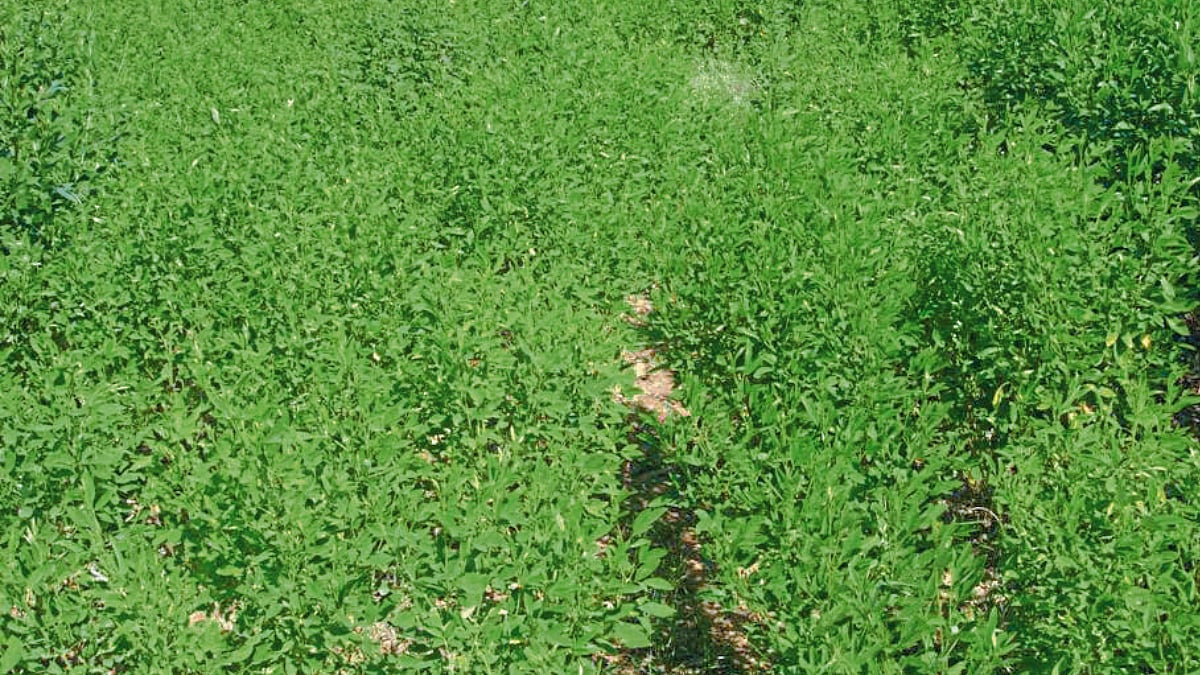 Agriculture Management । तुरीसोबत आंतरपिकांचे नियोजन । Planning of ...