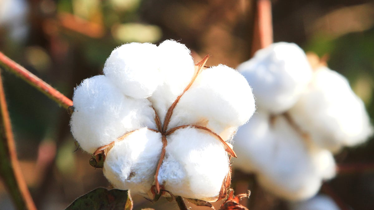 Cotton Rate: यंदा कापूस उत्पादन वाढण्याचा अतूल गणात्रा यांचा अंदाज