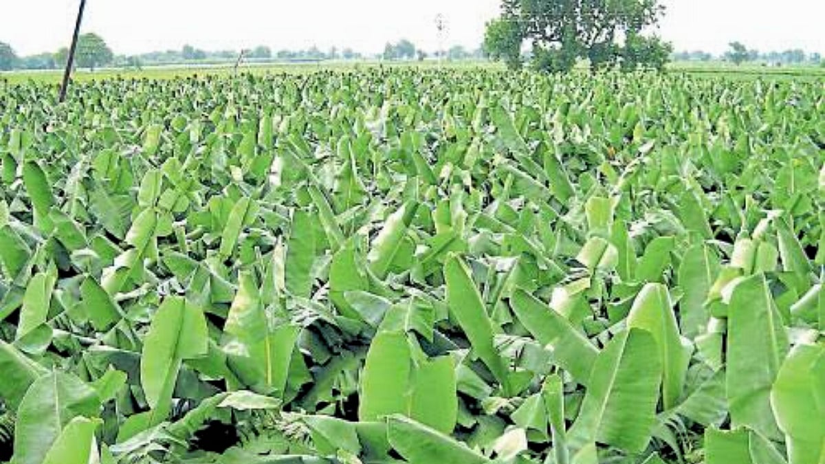 ‘जिओ टॅगींग’द्वारे होणार पीक नोंदणी । Crop Registration