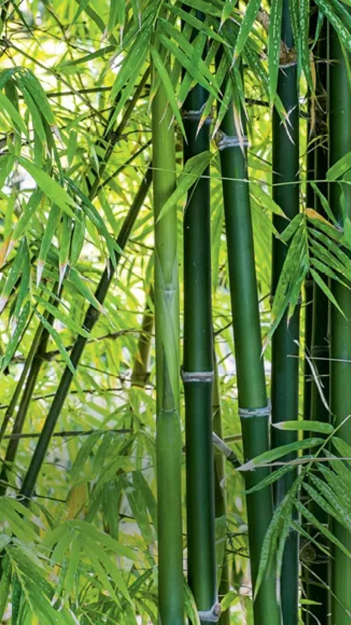 Bamboo Farming| बांबू पिकापासून अधिकच उत्पन्न कसं मिळणार