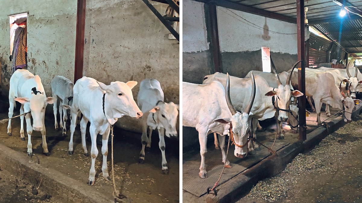 खिलार संगोपनातून कुटुंबाला आधार । Khilar Cow