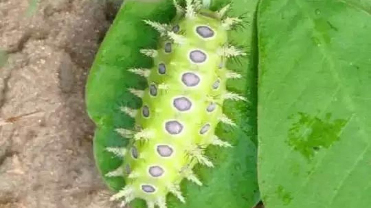 घोणस अळीविषयीचे गैरसमज व वस्तुस्थिती । Ghonas Caterpillar