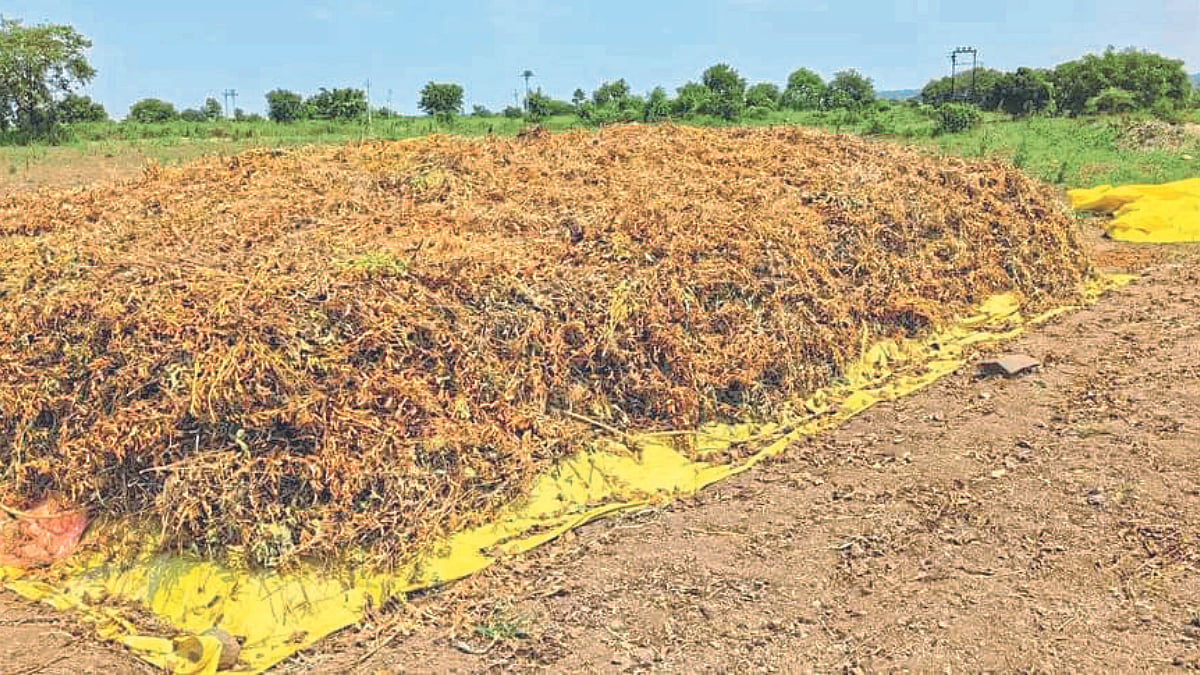 निसर्गाचा प्रकोप अन् शेती | Crop Damage