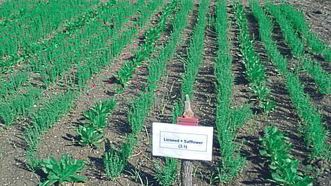 जवस लागवडीसाठी वापरा सुधारित जाती | Linseed Cultivation