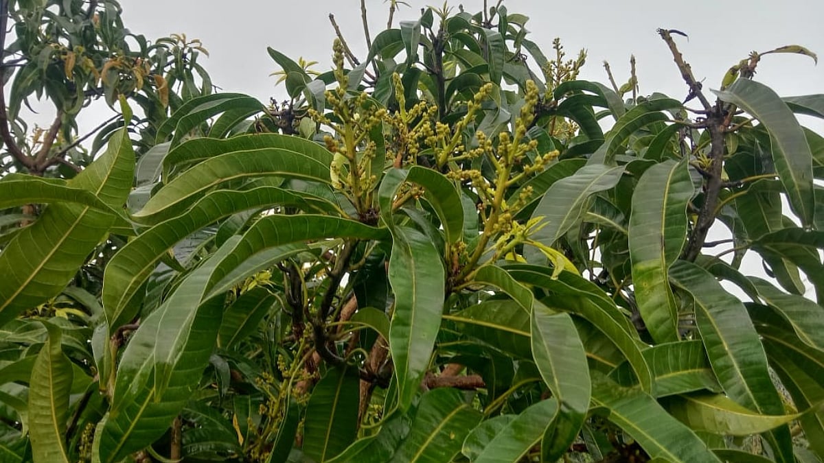 मोहोर अवस्थेतील आंबा बागेचे व्यवस्थापन|Management of mango orchards in ...