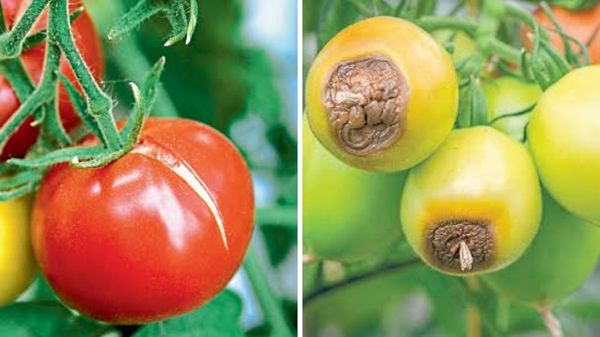 Tomato Pest And Disease Management : टोमॅटोवरील रोग, किडींचे व्यवस्थापन ...