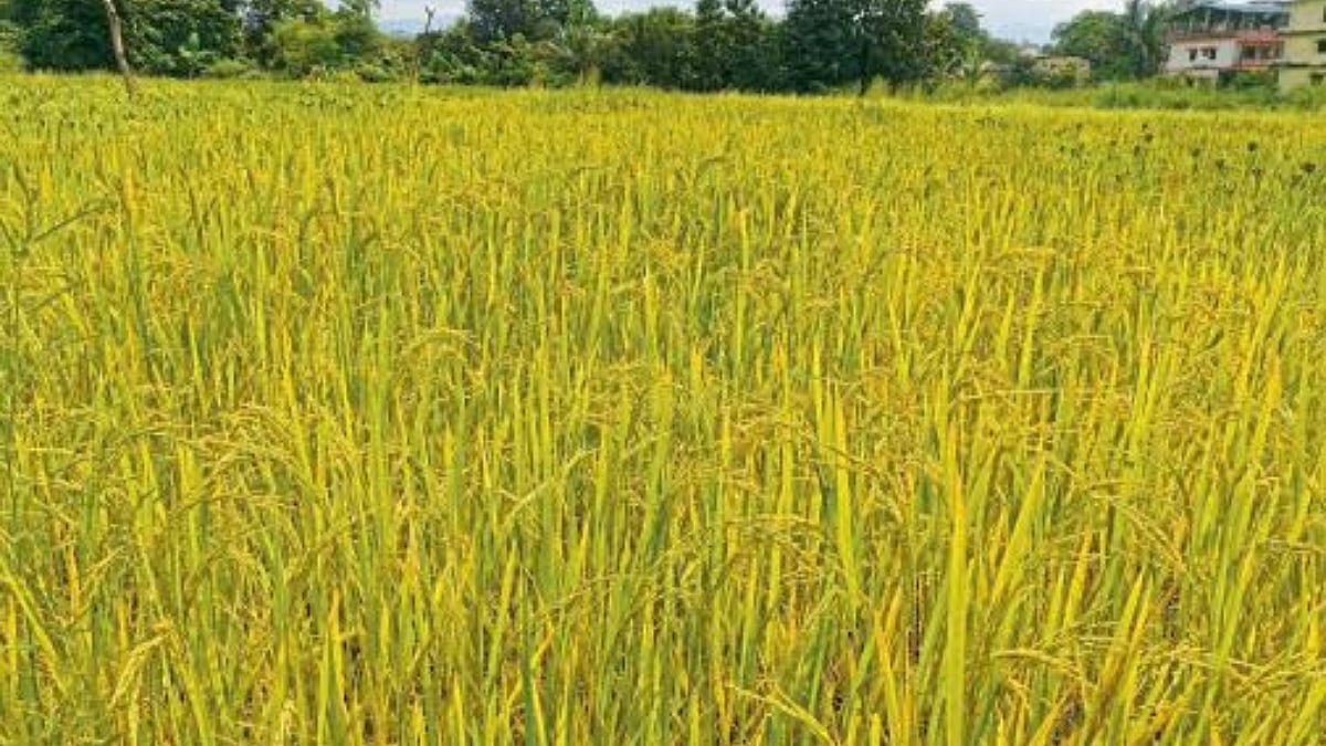 सिंधुदुर्गात नवरात्रानंतर भातकापणी । Paddy Harvesting