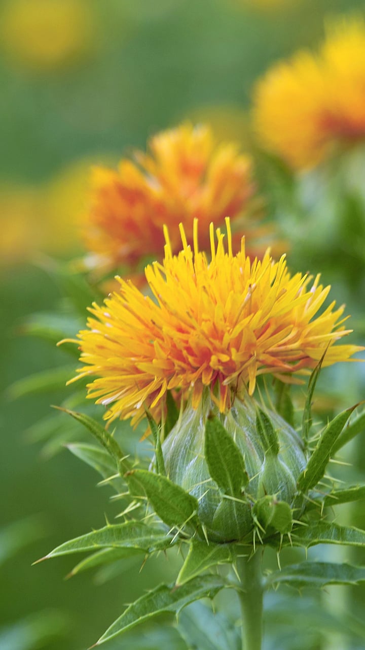 करडई लागवडीचे सुधारित तंत्र कोणते?|Safflower Cultivation