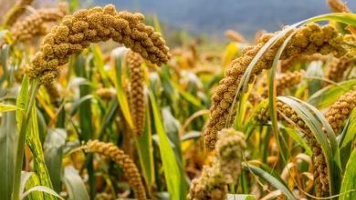 भरडधान्यांसाठी आसियान देशांनी पुढाकार घ्यावा- तोमर । International ...