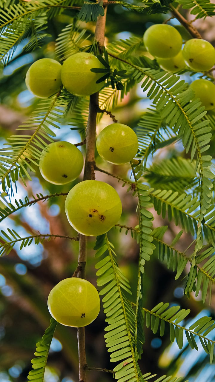 Amla Processing : आवळ्यापासून बनवलेले हे पदार्थ आहेत पौष्टिक |These ...