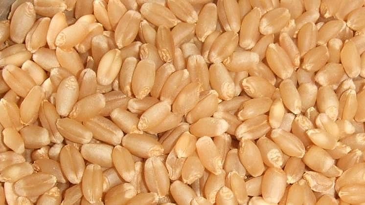 गव्हाच्या दरात पुन्हा सुधारणा | Wheat market