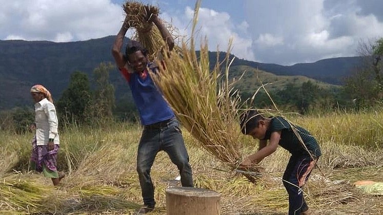 आंबेतर्फेतील शेतात भातपीक कापणी प्रयोग|Paddy Harvest