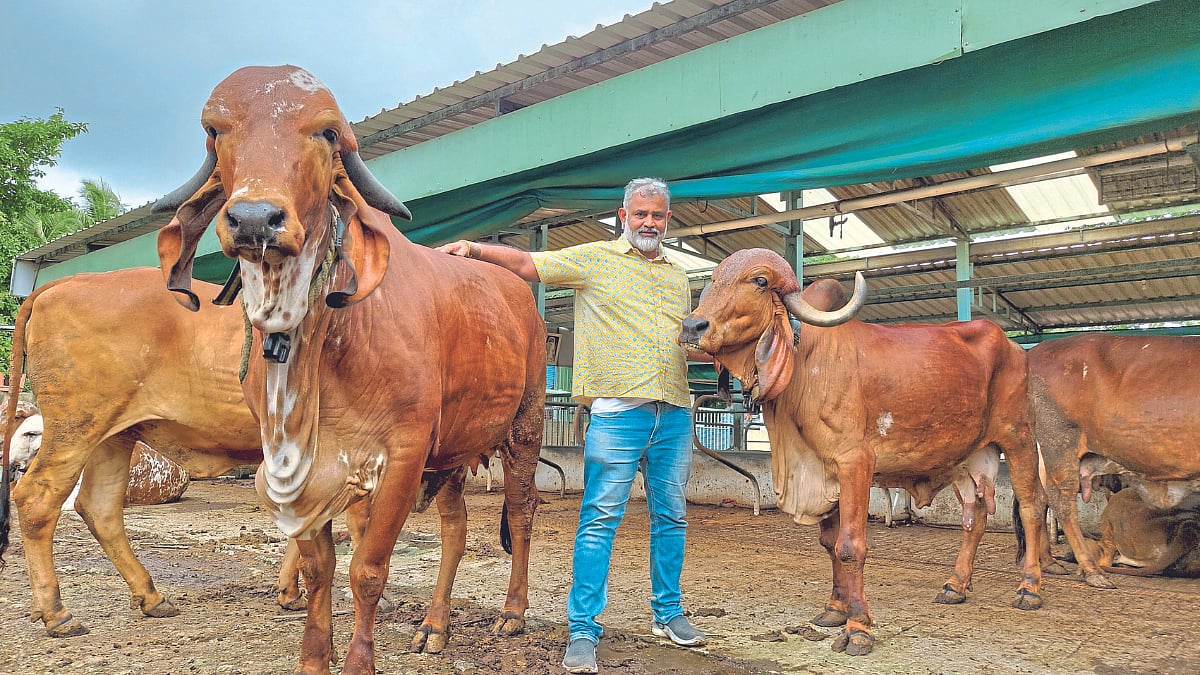 जातिवंत दुधाळ गीर गोवंश पैदास हेच ध्येय...|Gir Cow rearing
