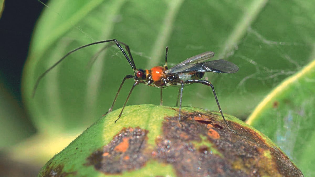 Crop Advisory । कृषी सल्ला ः कोकण विभाग। Crop Advisory For Konkan Region