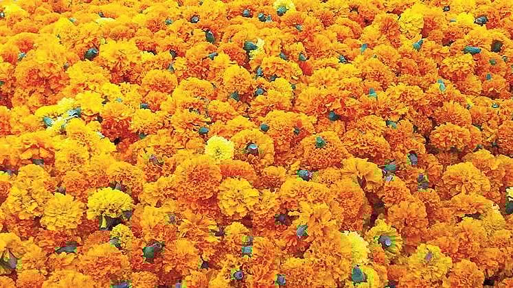 Marigold Market | झेंडूचे दर किलोला ५५ रुपये | Marigold price Rs.55 per kg