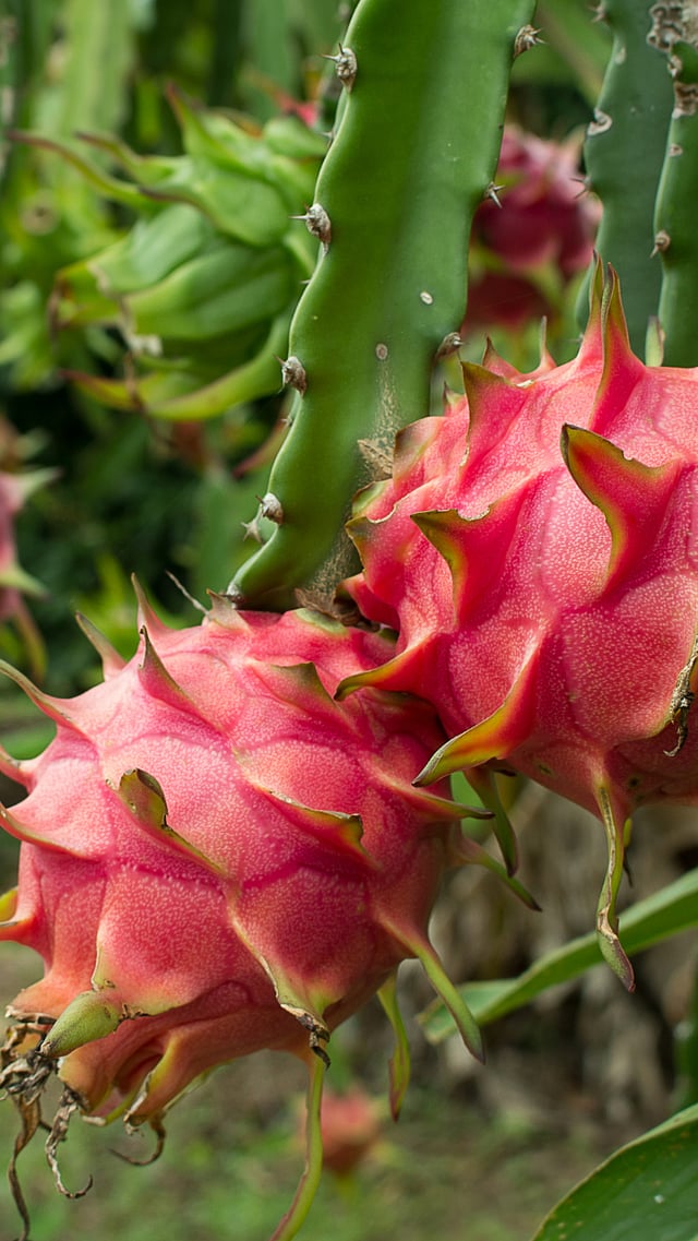 Tuti Fruit : तुती फळाचे आरोग्यदायी फायदे| Health benefits of mulberry fruit