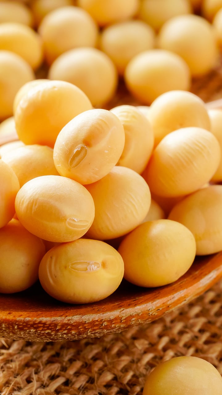 सोयाबीनला का म्हणतात वंडरबीन?|Why is soybean called wonderbean?