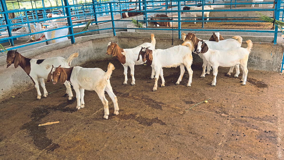 Goat Disease : करडातील ‘फ्लॉपी कीड सिंड्रोम’ आजारावर उपचार|Treatment of ...