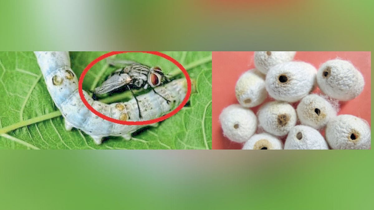 रेशीम कीटकावरील उझी माशीचे एकात्मिक नियंत्रण|Silkworm Pest
