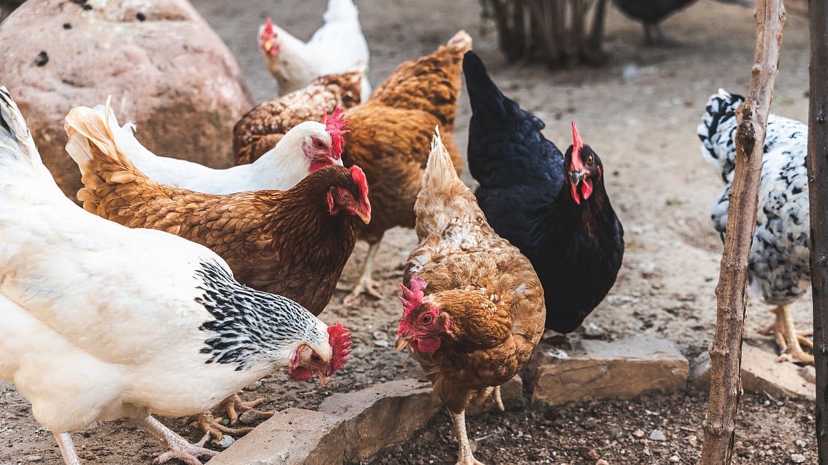 Poultry Farm | कुक्कुटपालनासाठी सातपुडा, श्रीनिधी जातींची निवड ...