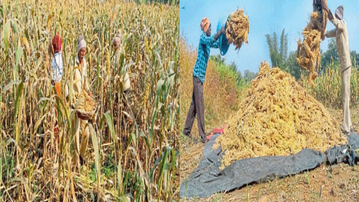 Rabi Crop Harvesting | रब्बीतील पिकांच्या काढणीचा जोर वाढला |rabi crops ...