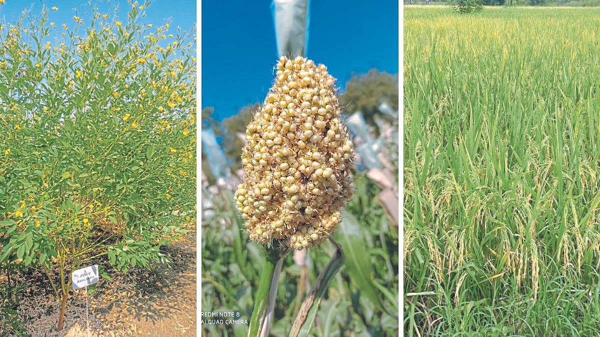 ‘पंदेकृवि’च्या तीन वाणांना राष्ट्रीय स्तरावर मान्यता । PDKV Crop Verity