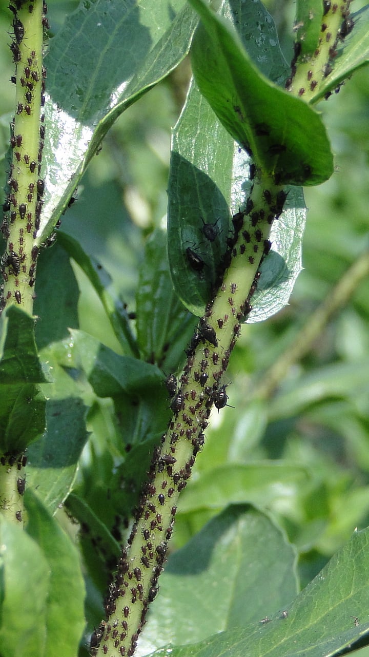 करडईवरील मावा किडीची लक्षणे कशी ओळखायची?| Safflower Aphids