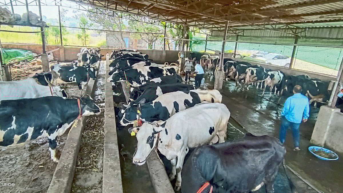 दुधाळ गाईंच्या संगोपनावर भर । Milch Cow Rearing