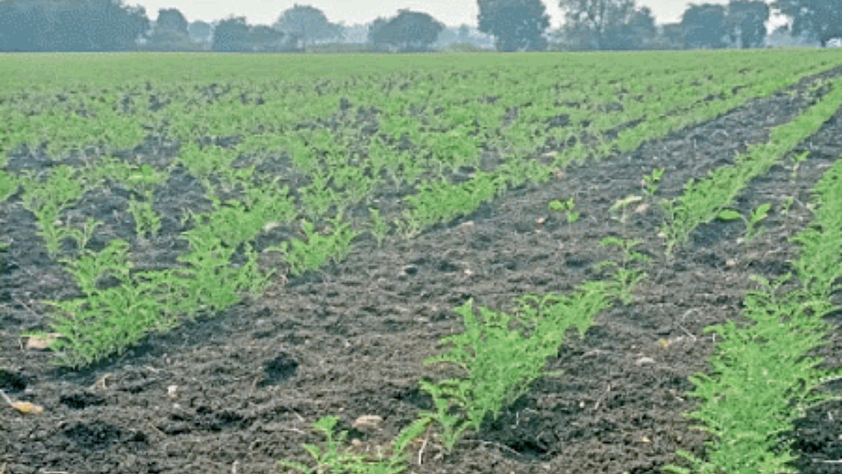 शेतकरी नियोजन पीक : हरभरा । Chana Sowing