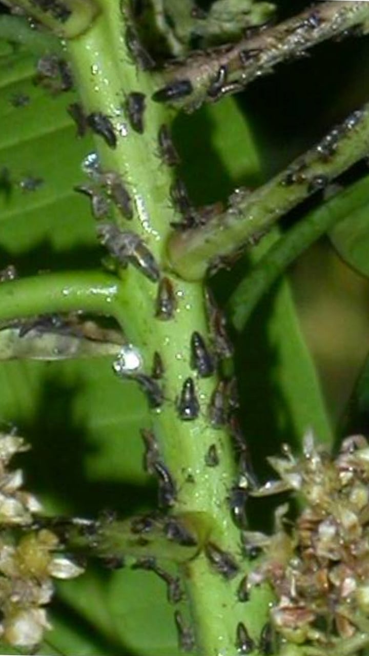 Mango Production : ढगाळ वातावरण, पावसामुळे आंब्याचे उत्पादन घटणार का ...