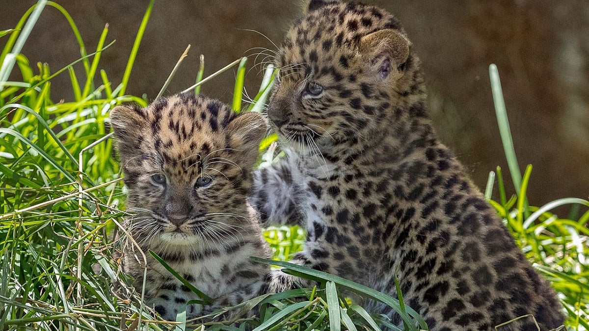 पाटणा शिवारात आढळले बिबट्याचे बछडे । Leopard Cub