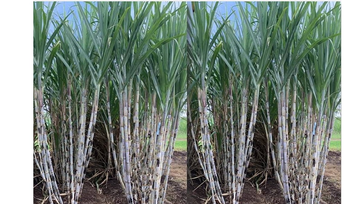 New variety of sugarcane: Phule Sugarcane 15012 (MS 17082)|New variety ...