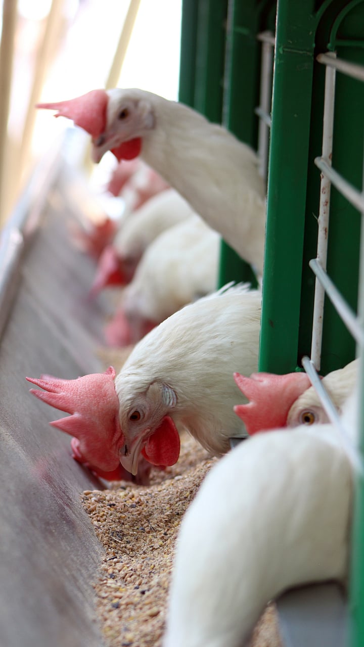 Poultry Feed : कोंबड्यांना द्या गवार मील आणि फरक पहा|Use of guar meal ...