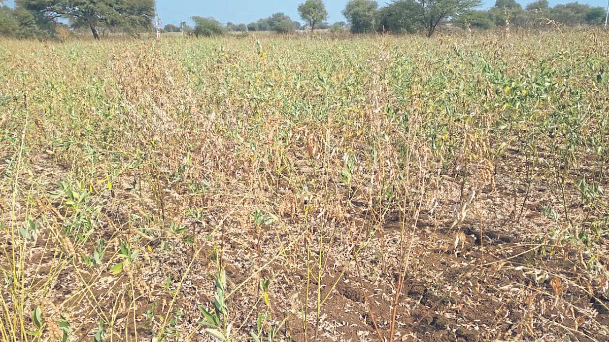 ‘फायटोप्थोरा ब्लाइट’चा तुरीवर मोठा प्रादुर्भाव ।Tur Disease | Tur ...