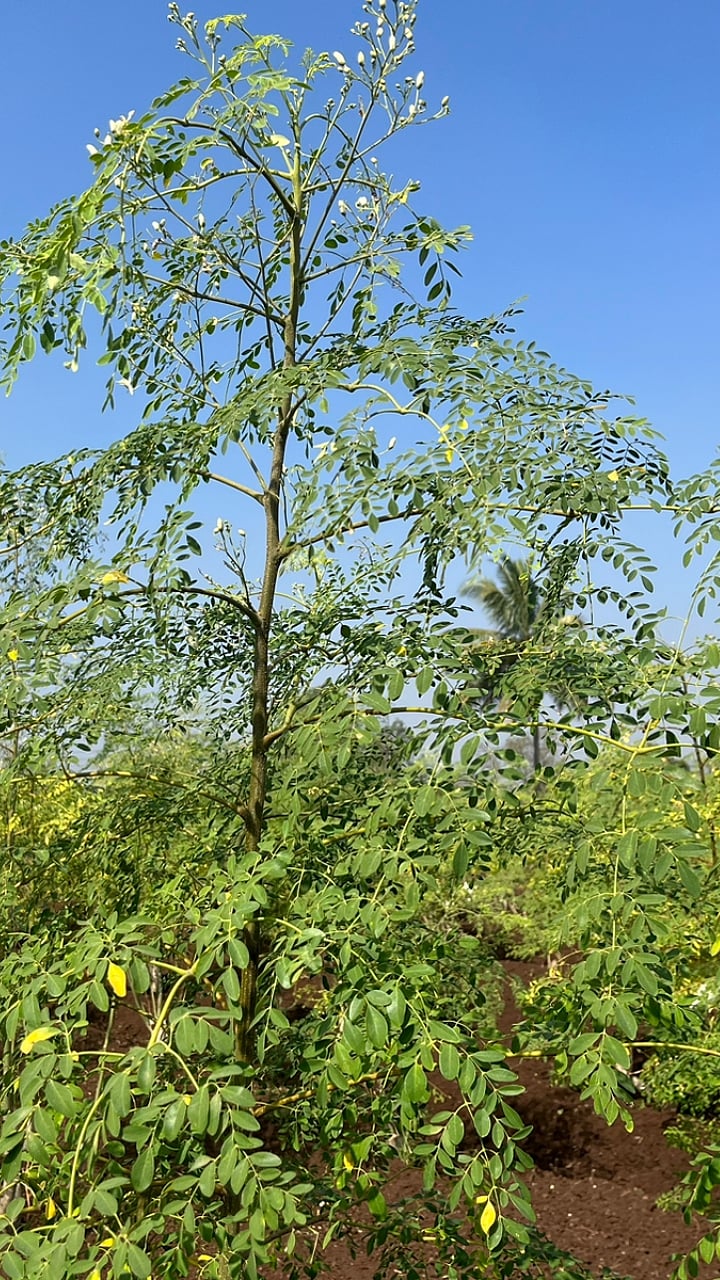 Shewaga | शेवग्याची शेती अशी केली सुरुवात