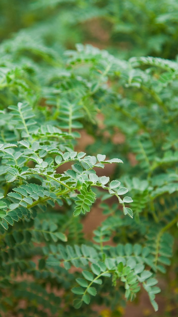 हरभऱ्याला ओलीत केंव्हा करावे?|Chana Crop Irrigation management