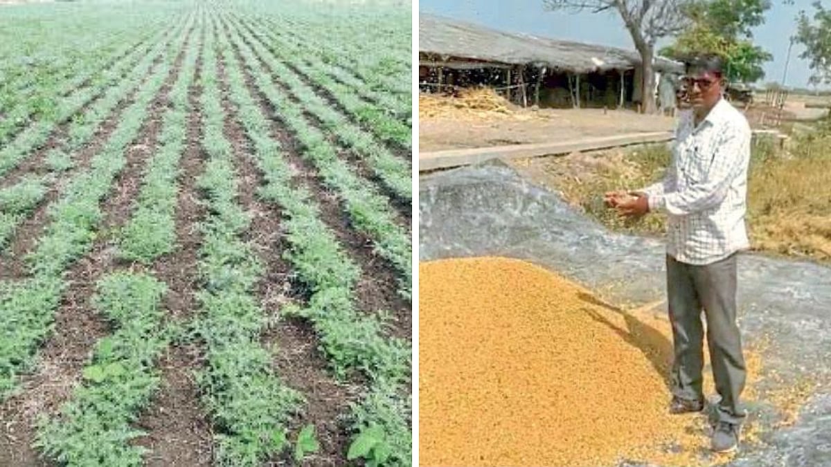 नेमाने झाले हरभरा बीजोत्पादनात ‘मास्टर’ । Chana Seed Production