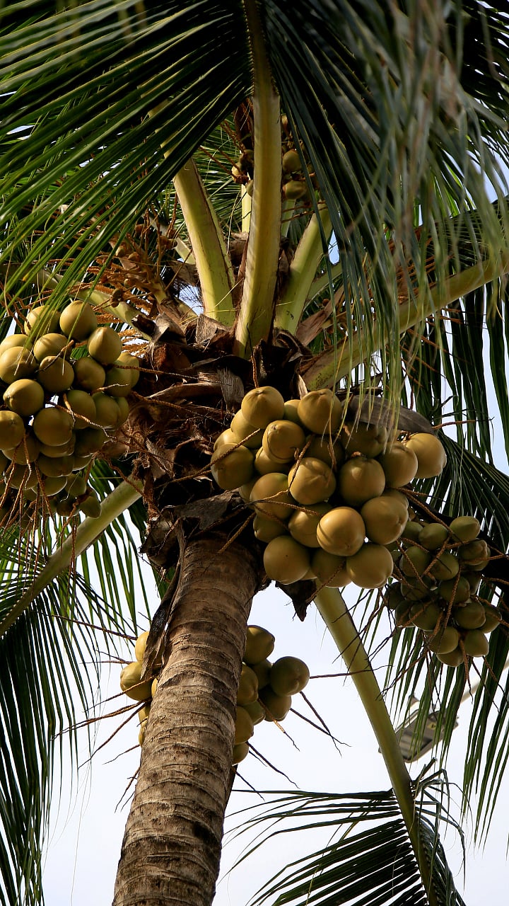 Coconut Cultivation |चांगले उत्पन्न देणाऱ्या नारळ लागवडीकडे दुर्लक्ष
