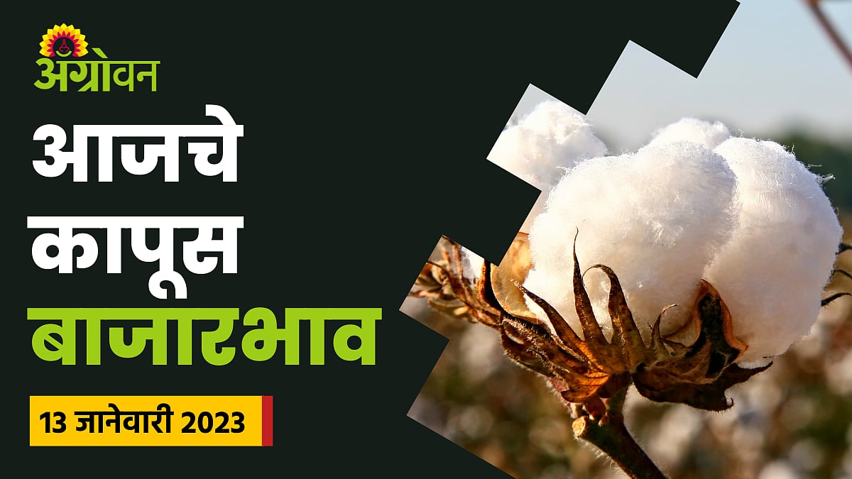 Kapus Rate| आज १३ जानेवारीला कापसाला सर्वाधिक दर कुठे आणि किती मिळाला?