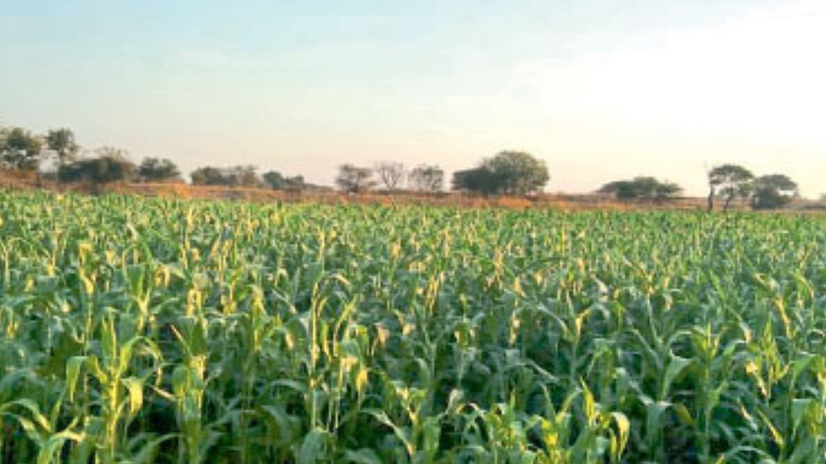 धारूरमध्ये ६७० हेक्टरवर ‘राजमा’ | Rajma Cultivation